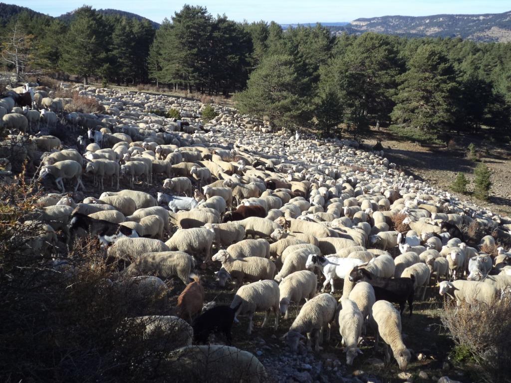 La trashumancia, Patrimonio Cultural Inmaterial – Plataforma por la ...